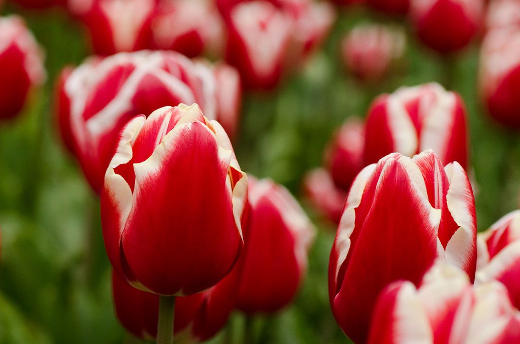 A New Look for our Website | Parkinson Social Network